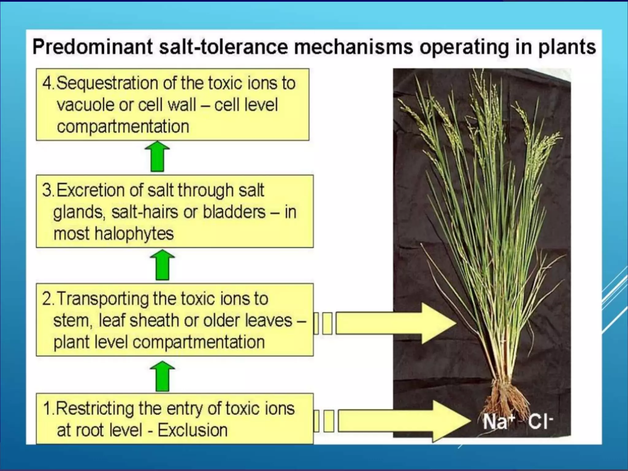 Salinity stress and its impact on plants.ppt