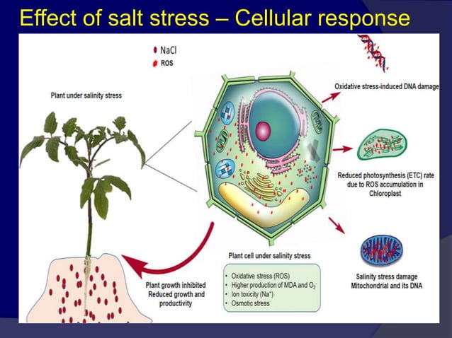 Salinity stress and its impact on plants.ppt | Agriculture | Industries