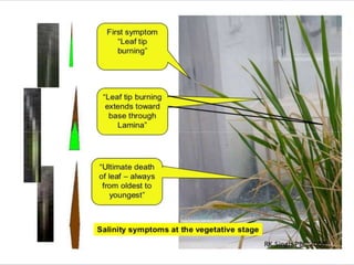 Salinity stress and its impact on plants.ppt