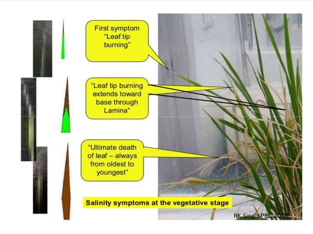 Salinity stress and its impact on plants.ppt | Agriculture | Industries