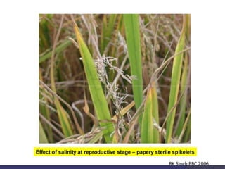 Salinity stress and its impact on plants.ppt