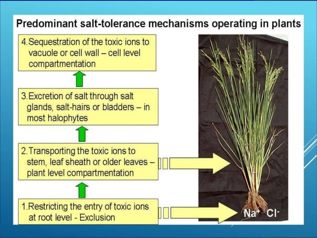 Salinity stress and its impact on plants.ppt | Agriculture | Industries