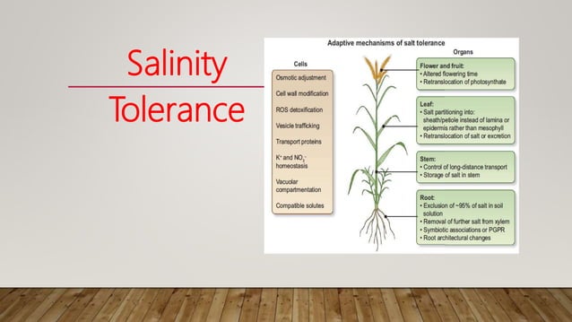 Salinity Tolerance in Plants.pptx