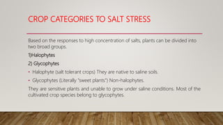 Salinity Tolerance in Plants.pptx