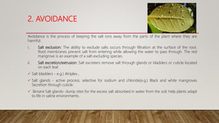 Salinity Tolerance in Plants.pptx