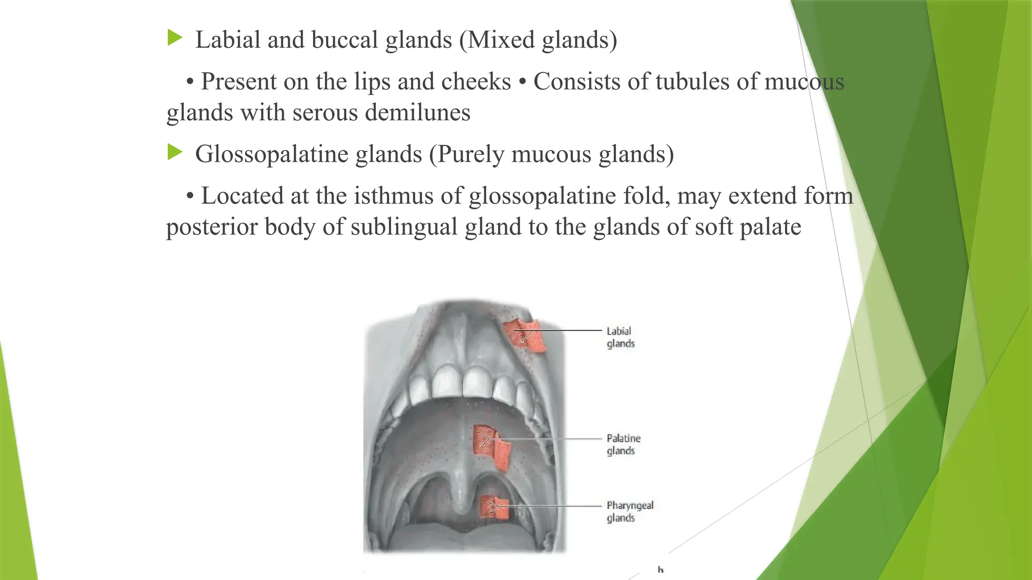 SALIVA-1.pptx saliva and its functions... | PPTX