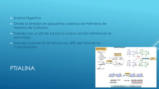 Bioquimica Saliva | PPTX