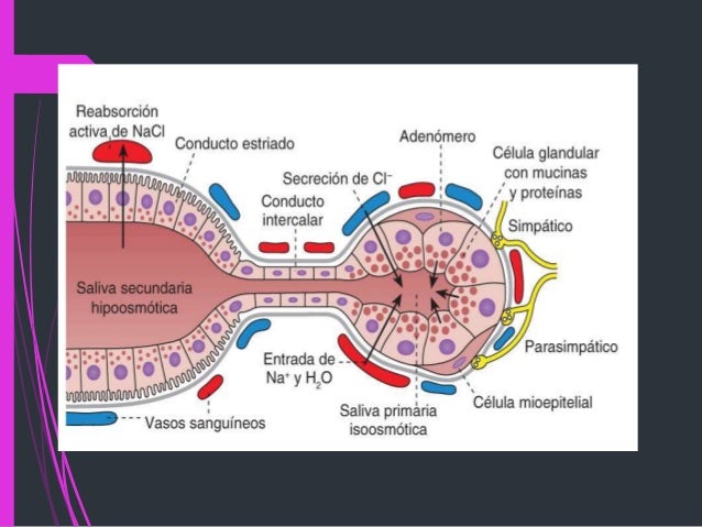 Saliva y secreción salival.