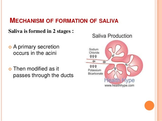 Saliva
