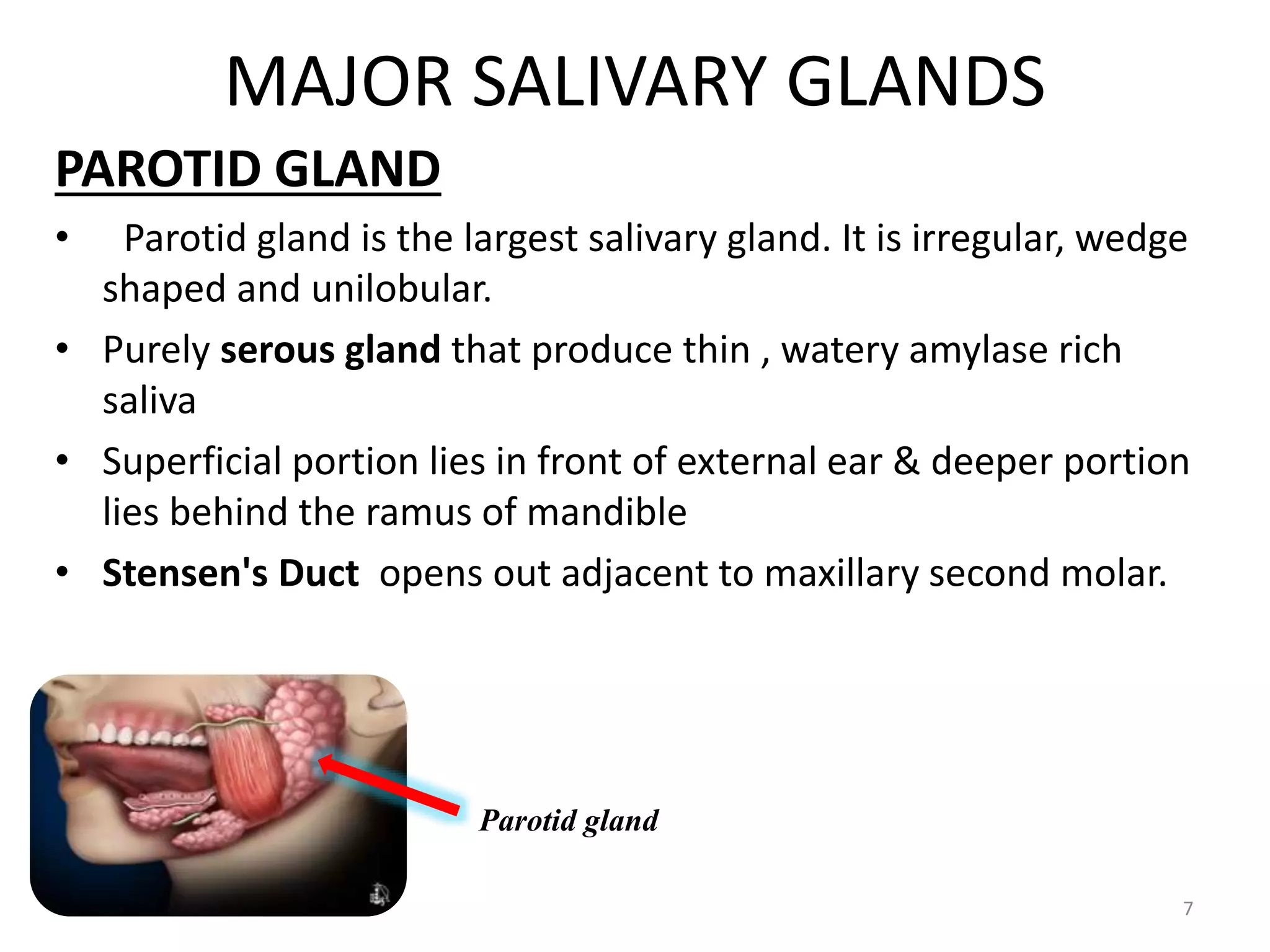 Saliva | PPTX
