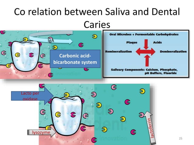 Saliva | PPTX | Dental Health | Diseases and Conditions