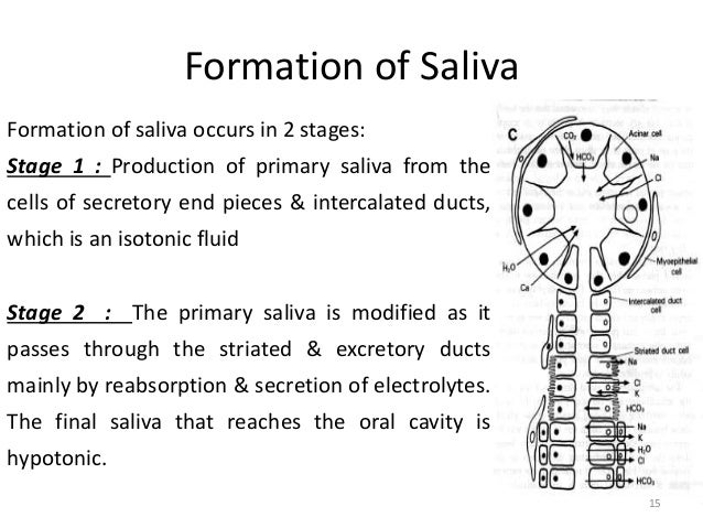 Saliva