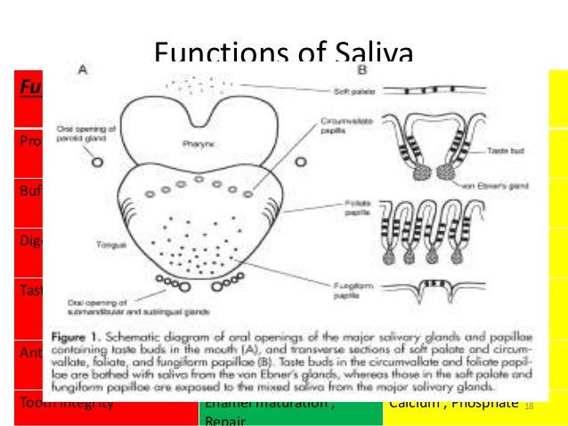 Saliva