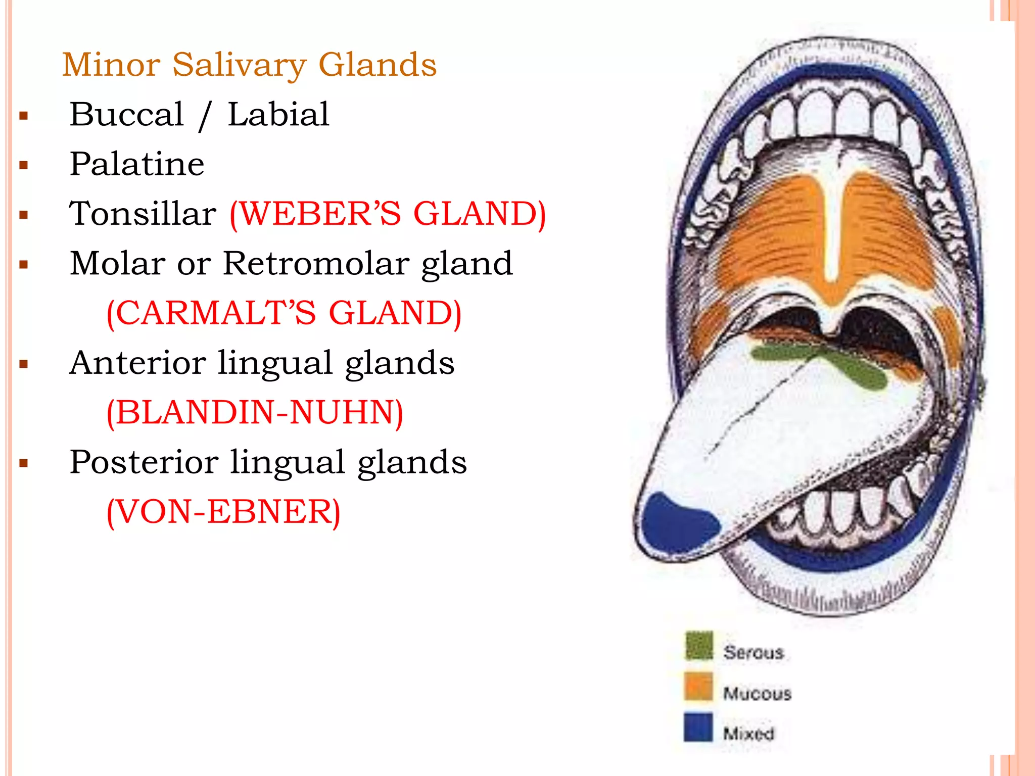 Saliva | PPTX