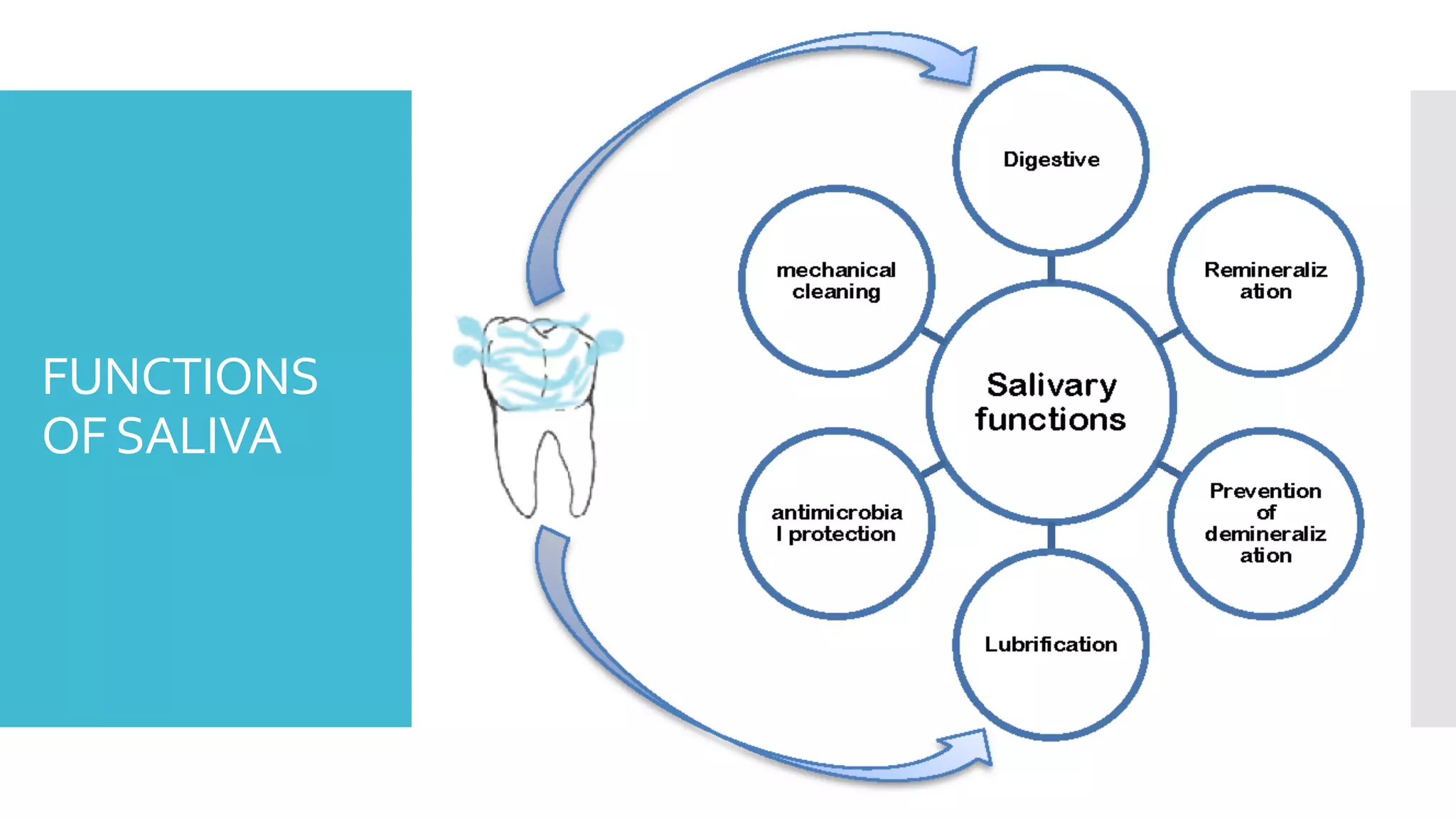 Salivation- GIT physiology | PDF