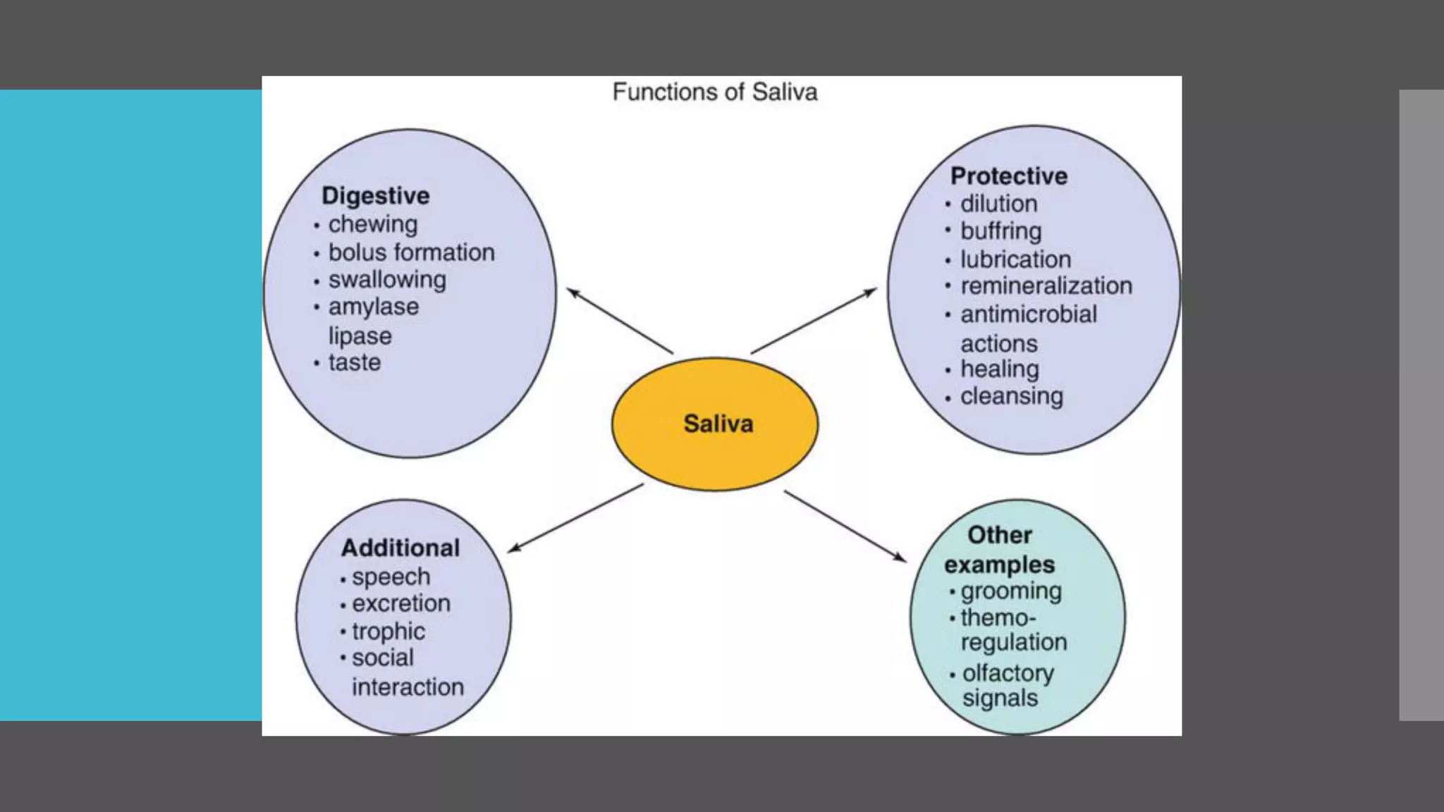 Salivation- GIT physiology | PDF