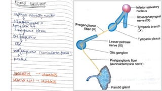 Salivation- GIT physiology | PDF