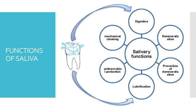 Salivation- GIT physiology | PPT | Free Download