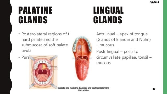 Saliva in dentistry