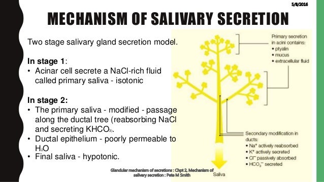 Saliva in dentistry
