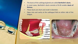 Basics of Saliva | PPTX