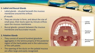 Basics of Saliva | PPTX