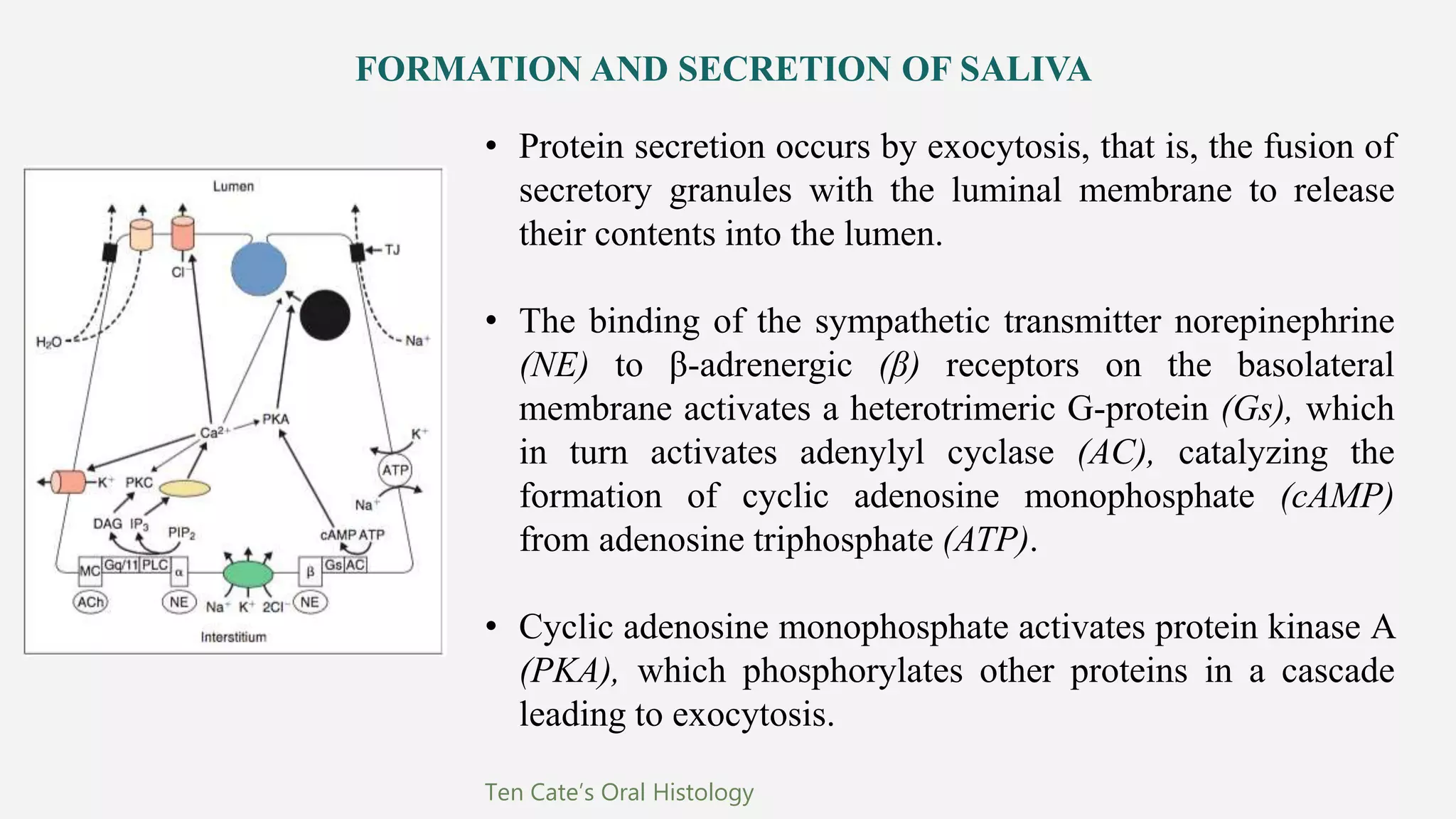 Saliva as a Diagnostic Tool | PPTX