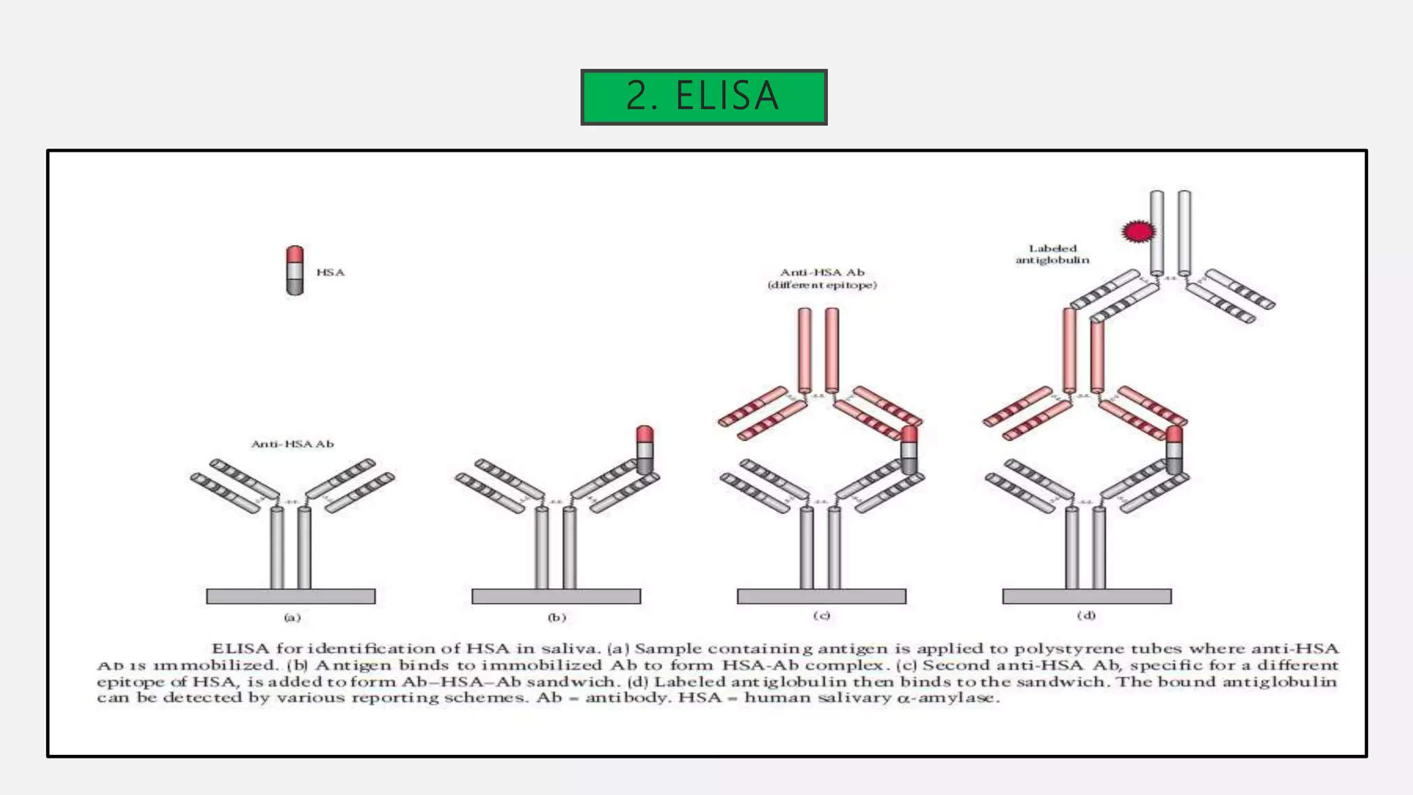 Saliva Analysis Methods -Forensic Biology | PPTX