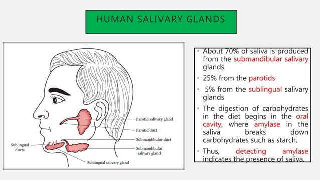 Saliva Analysis Methods -Forensic Biology | PPTX