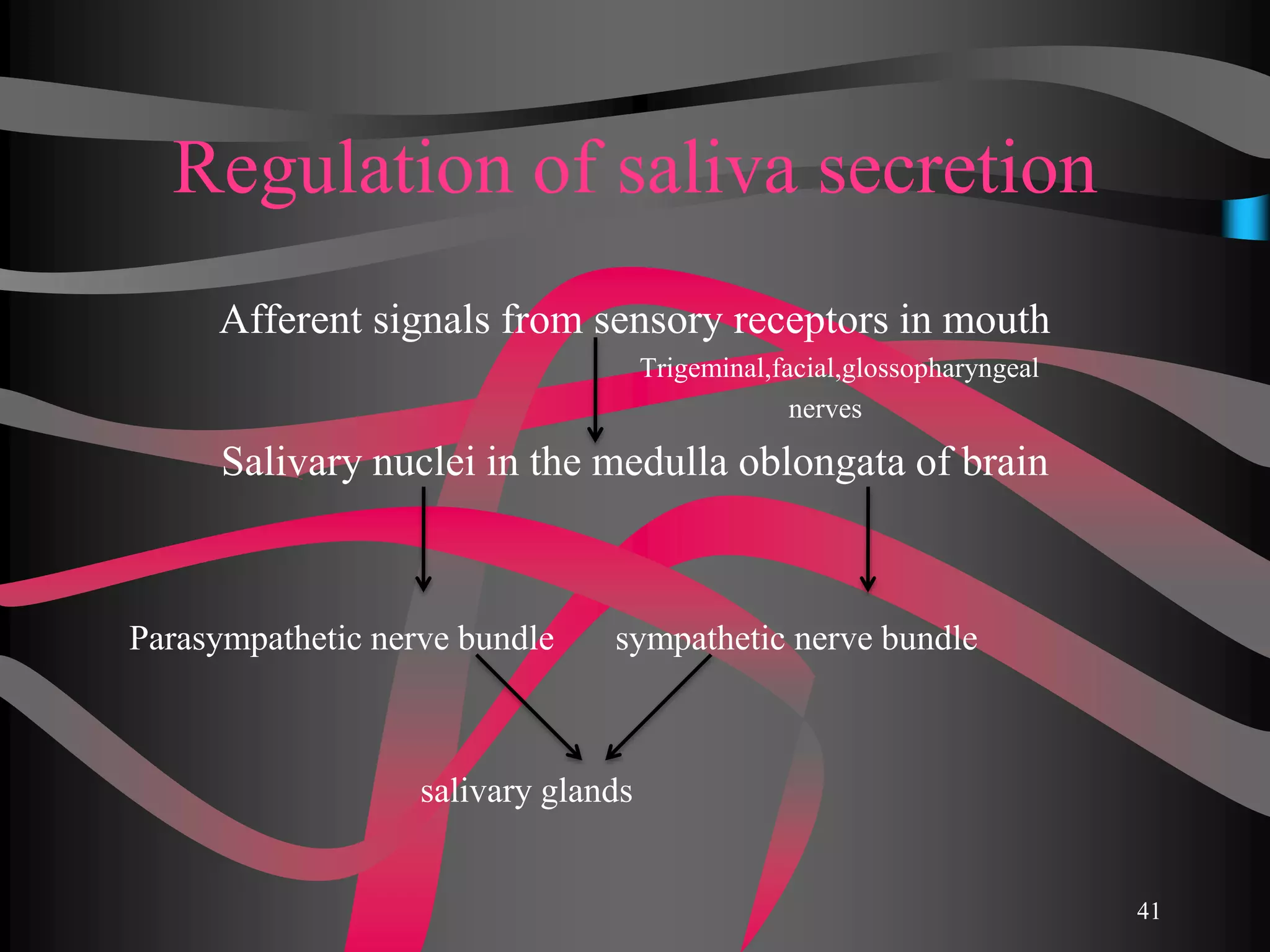 Saliva and salivary gland | PPTX