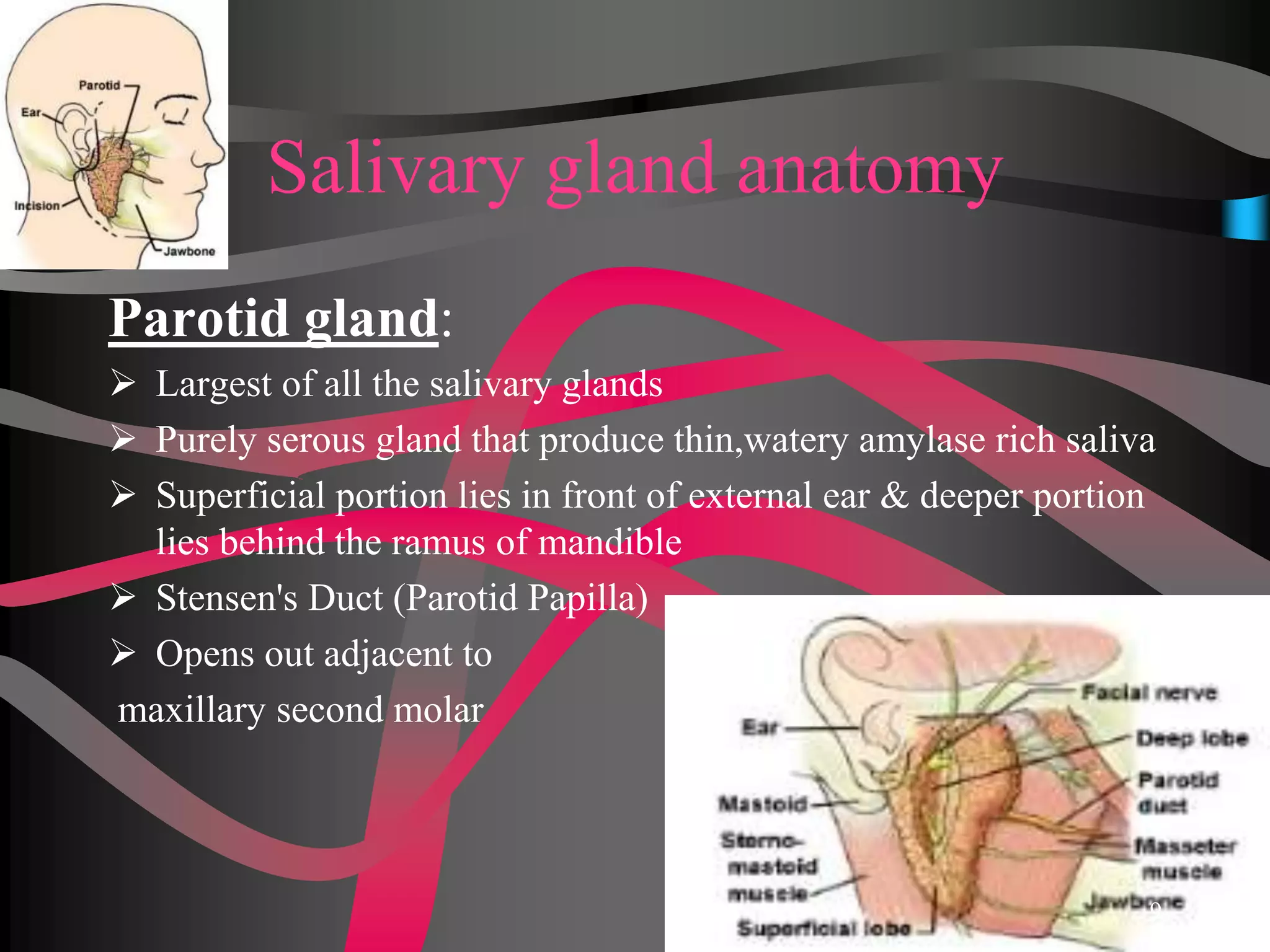 Saliva and salivary gland | PPTX