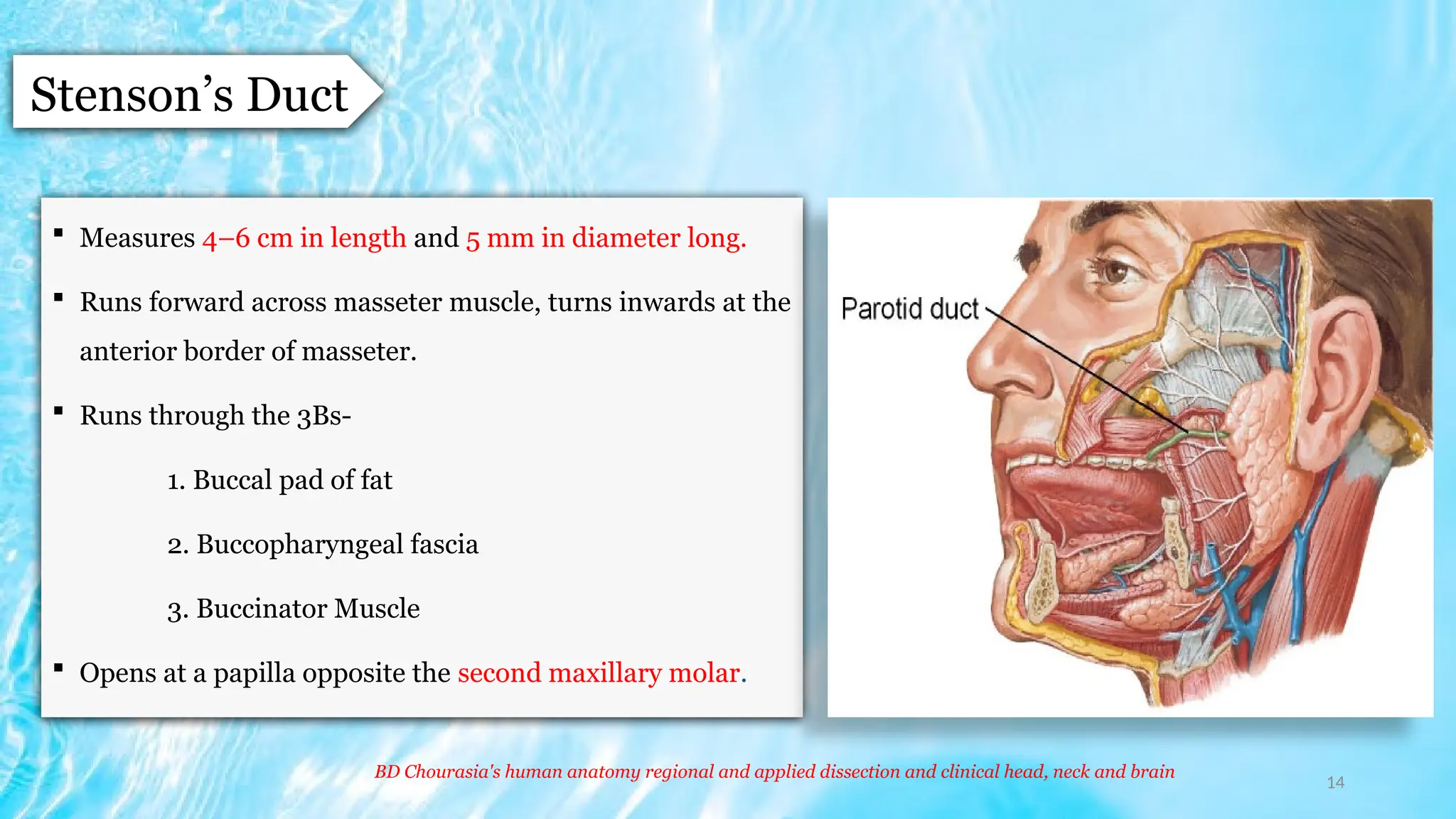 saliva and salivary gland DETAILS .pptx