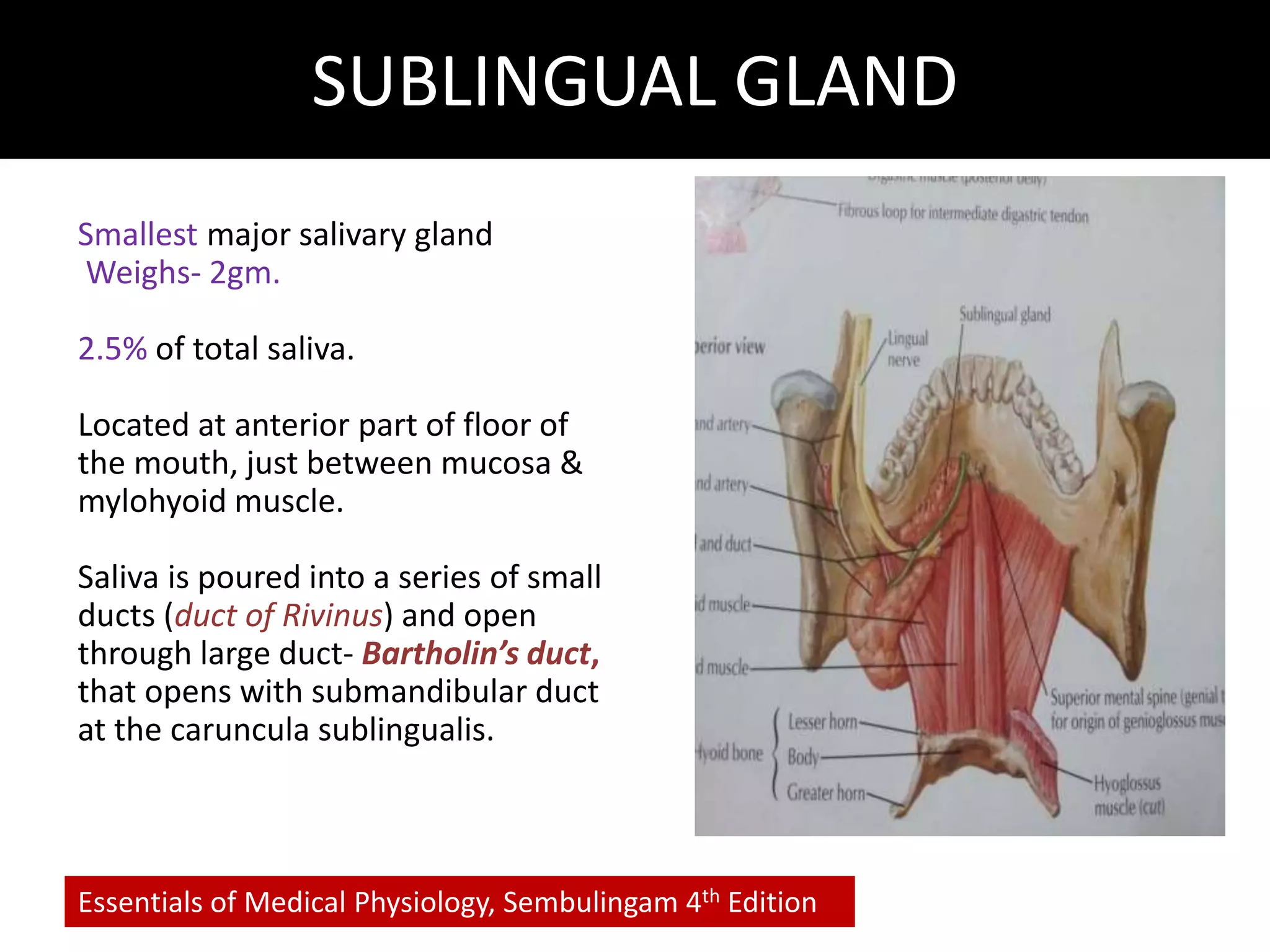 Saliva and salivary glands | PPTX