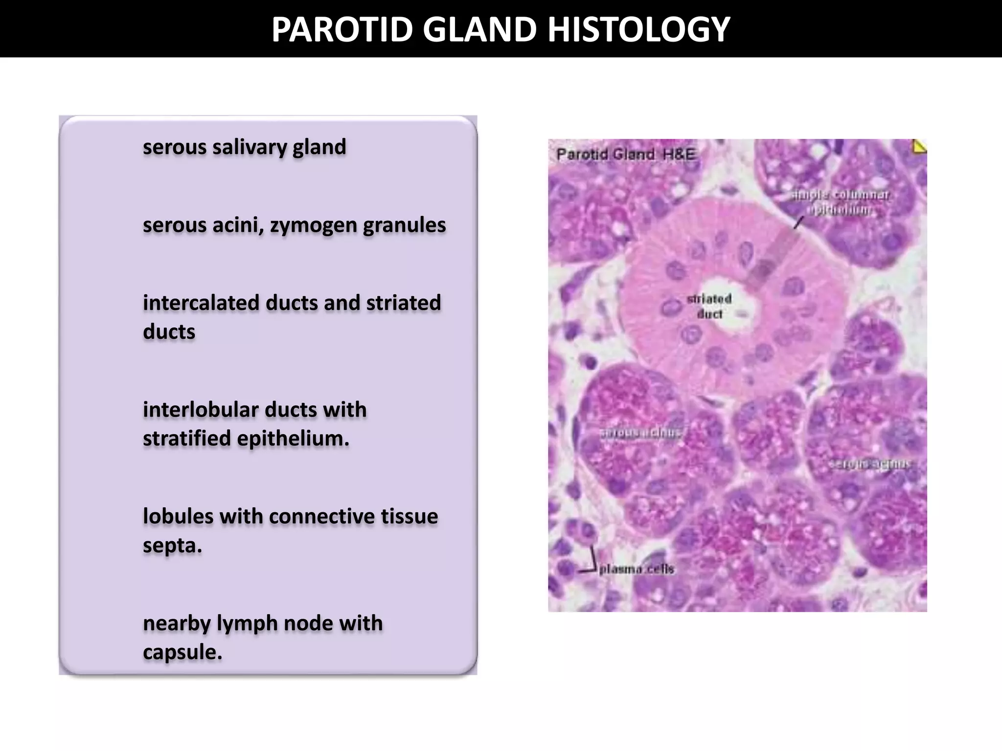 Saliva and salivary glands | PPTX