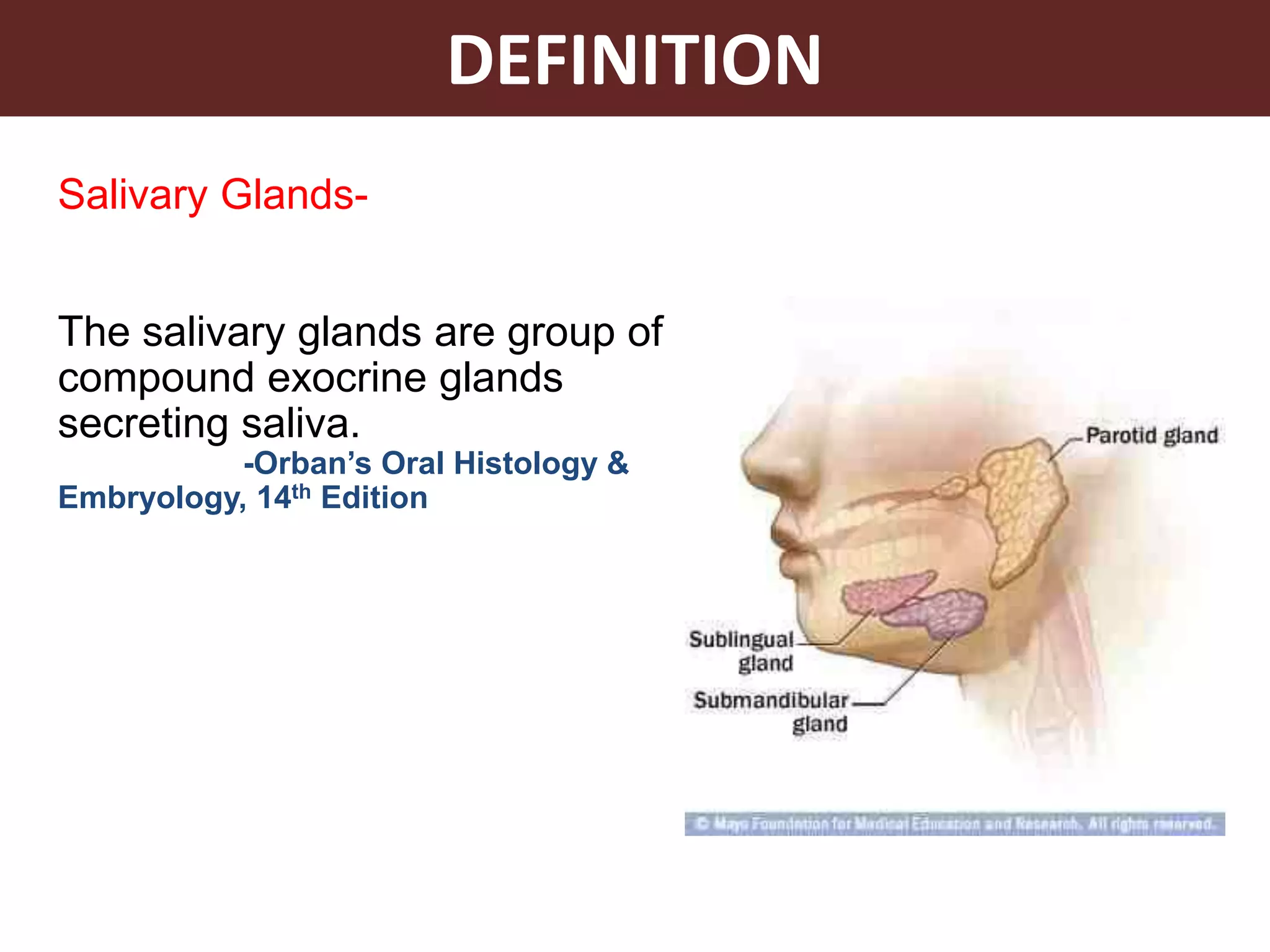 Saliva and salivary glands | PPTX