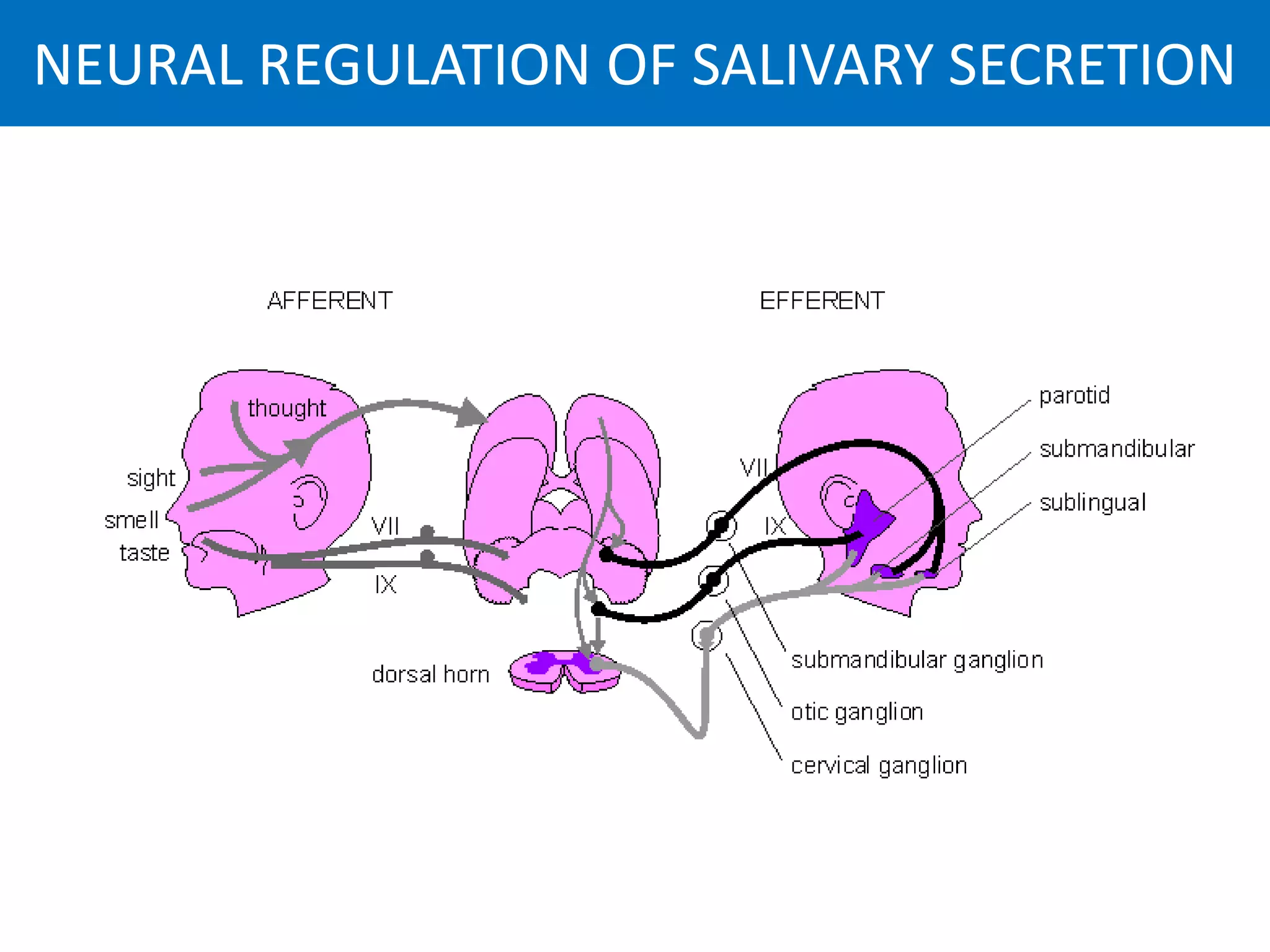 Saliva and salivary glands | PPTX