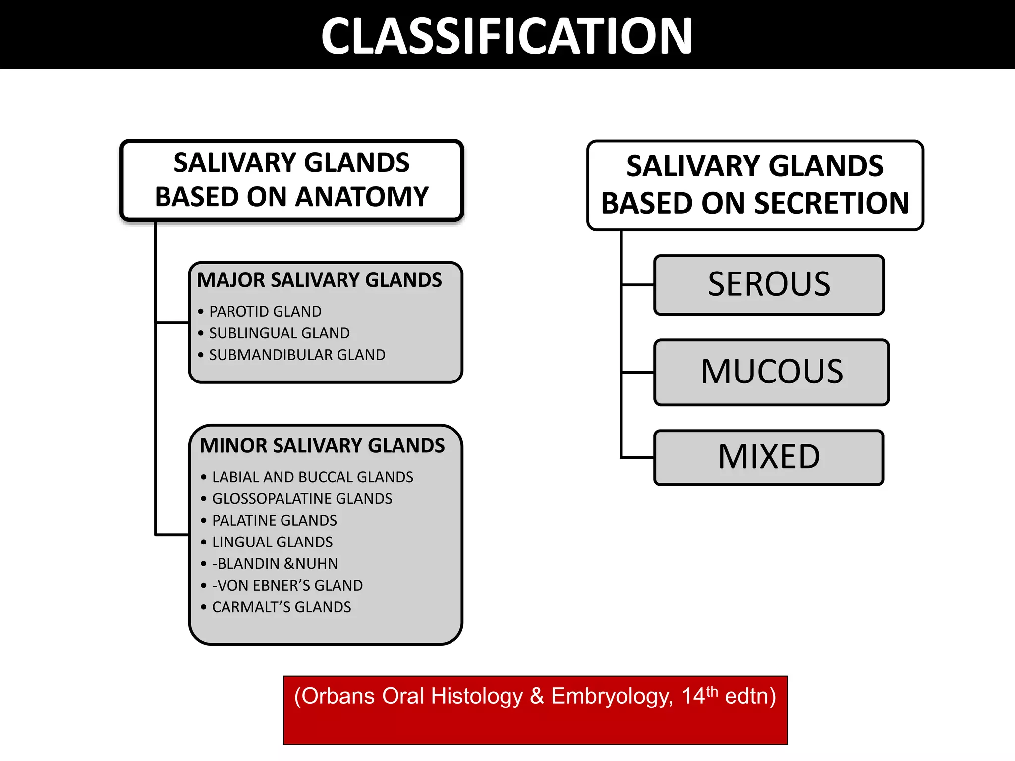 Saliva and salivary glands | PPTX