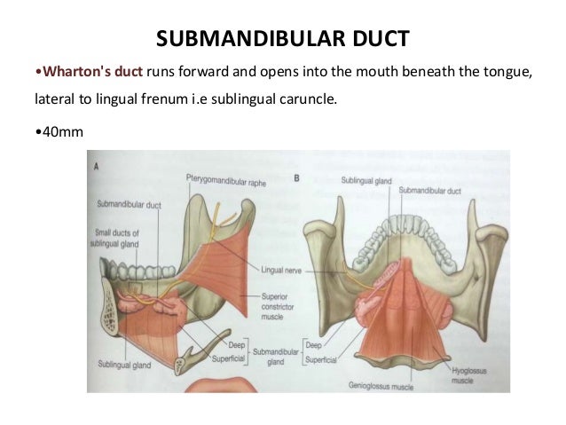 Saliva and salivary glands