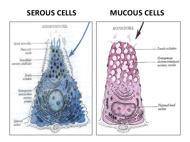 Saliva and salivary glands
