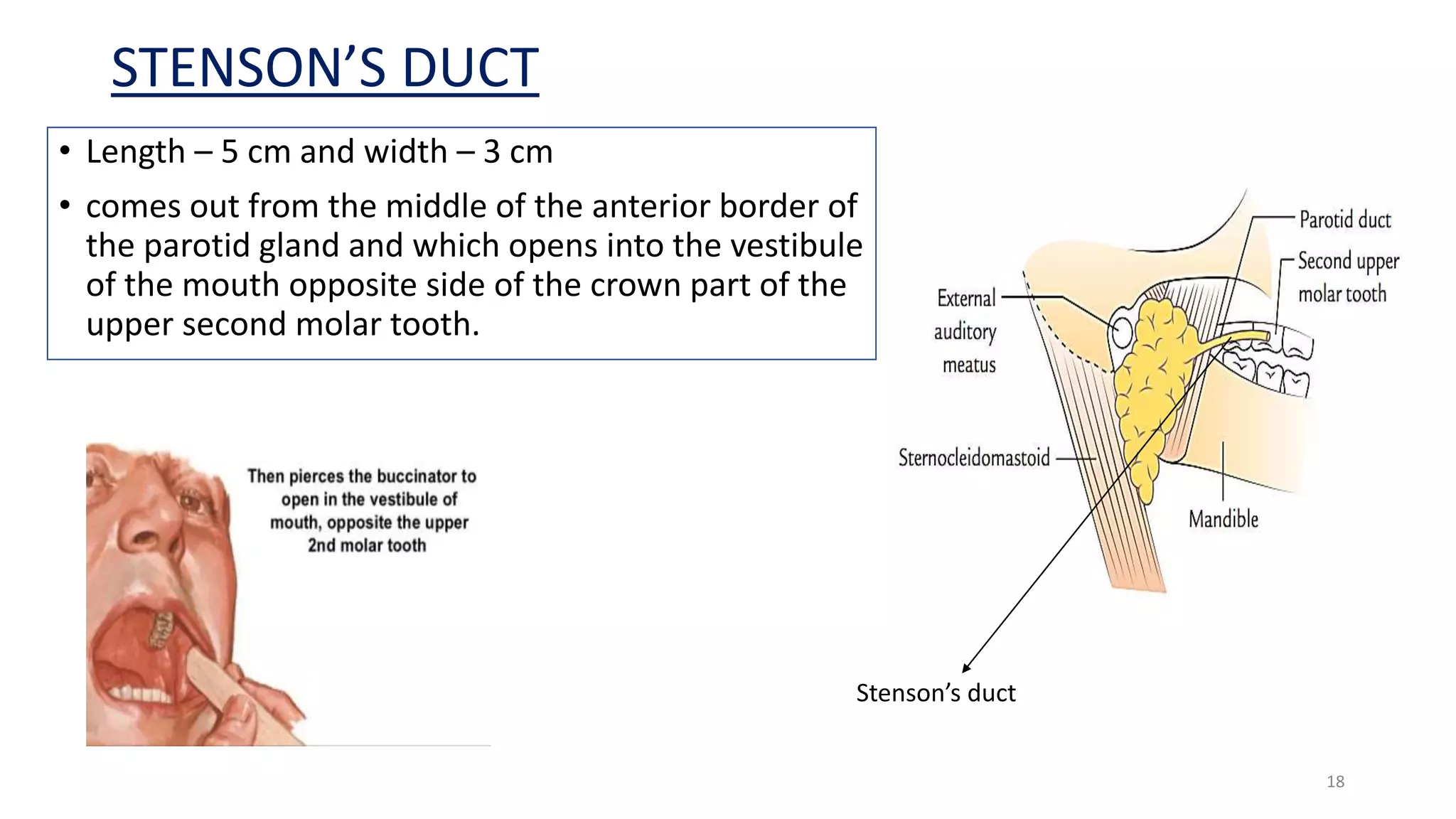 Saliva and salivary glands.pptx
