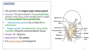 Saliva and salivary glands.pptx