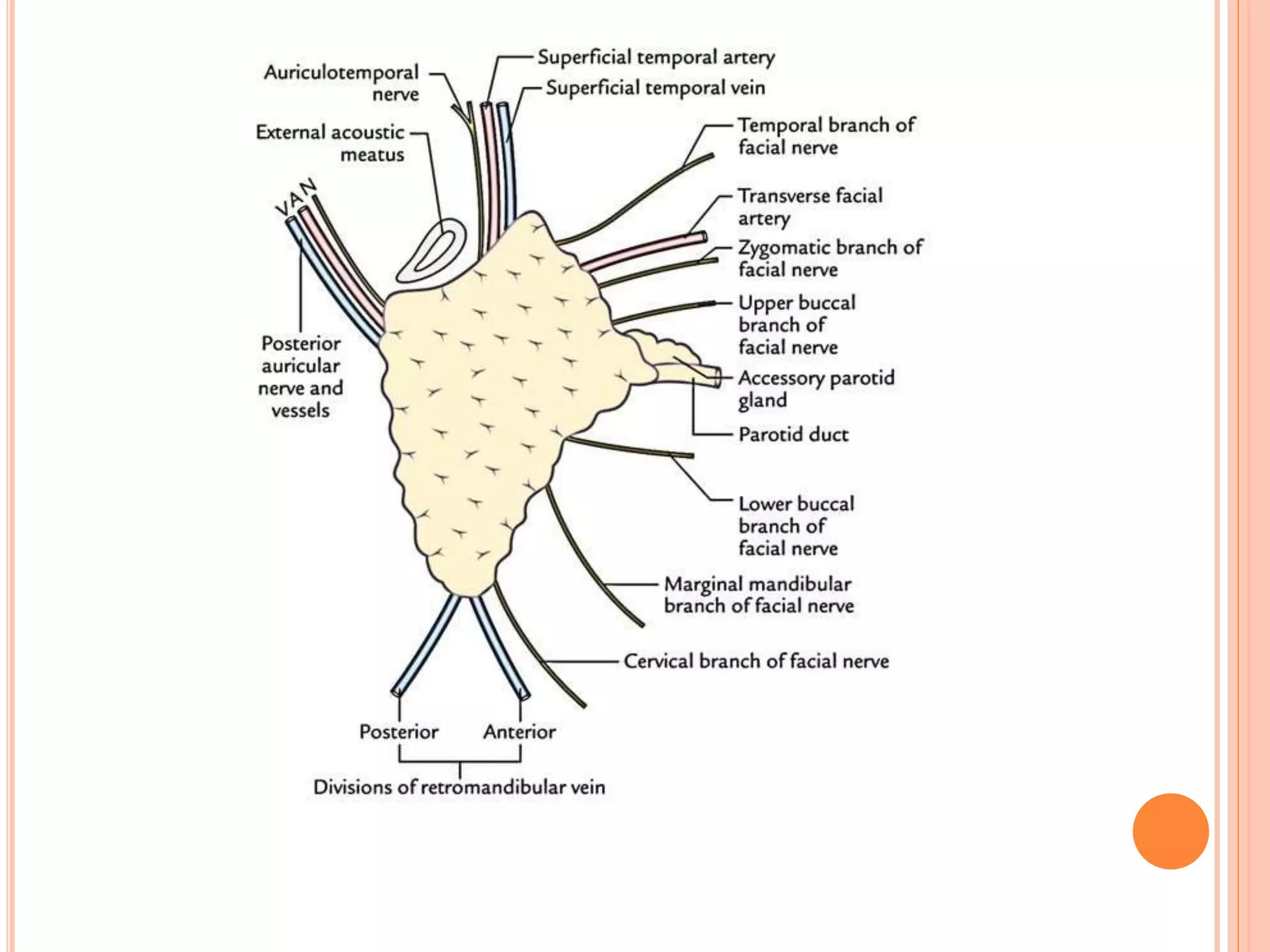 Saliva its anatomy and physiology of salivary glands | PPTX