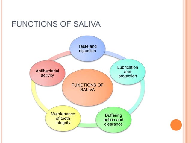 Saliva its anatomy and physiology of salivary glands | PPTX | Ear, Nose ...