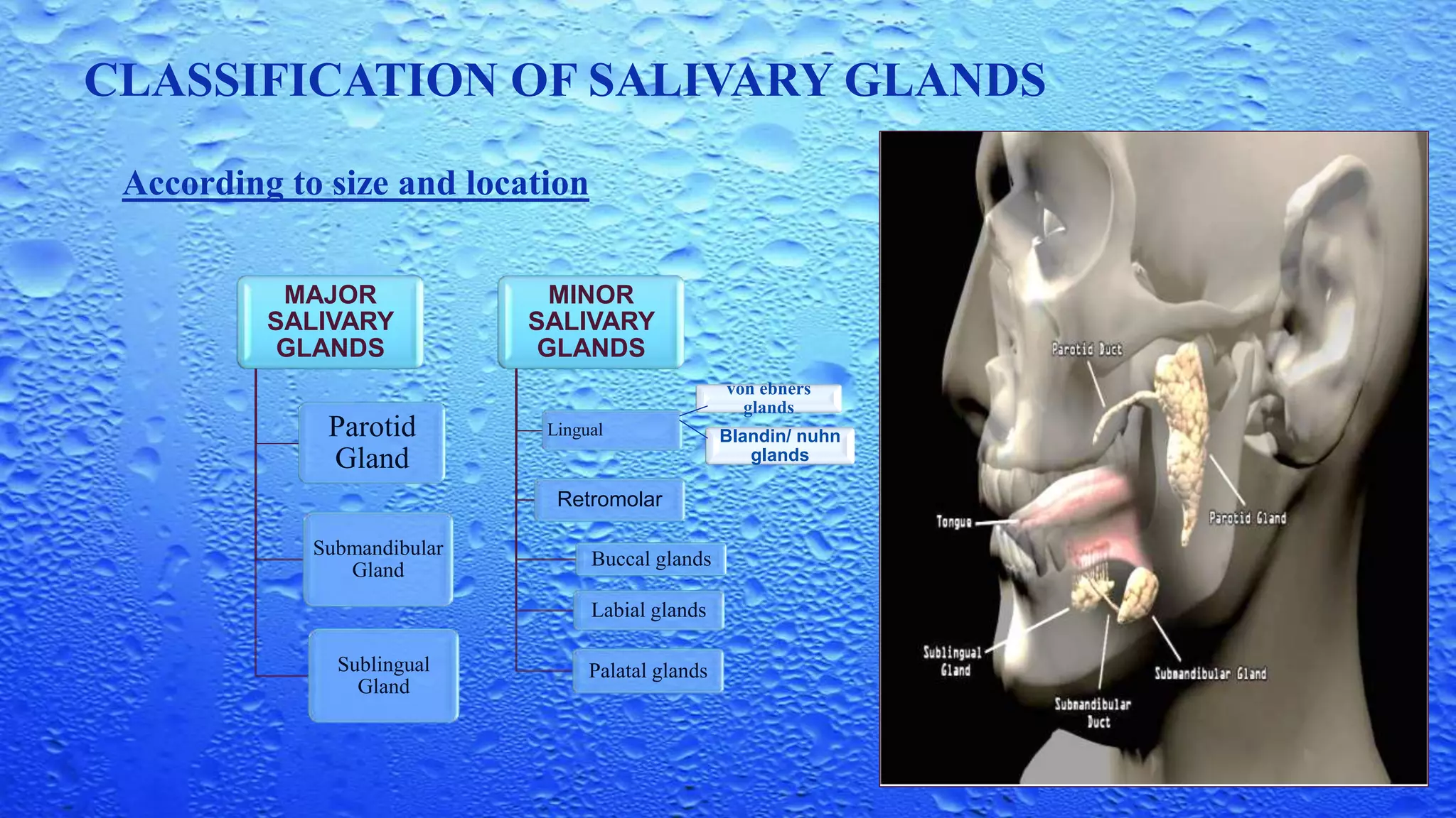 Saliva ppt | PPTX