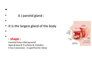 Salivary Glands Anatomy & Inflammation & Tumors | PPT