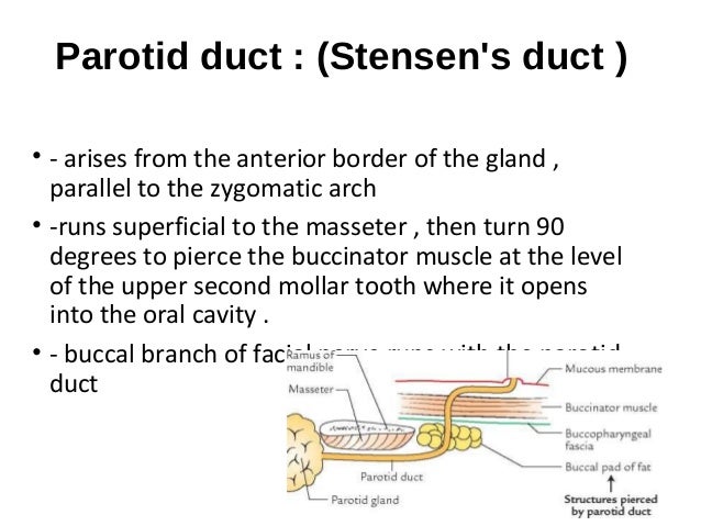 Salivary Glands Anatomy & Inflammation & Tumors