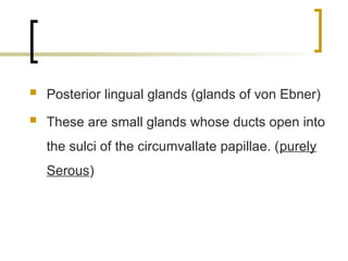 salivary-glands-I (1).ppt salivary gland presentation | PPT