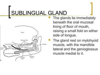 salivary-glands-I (1).ppt salivary gland presentation | PPT