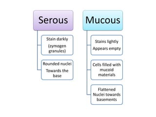 Salivary gland histology | PPTX