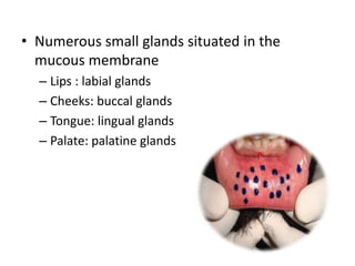 Salivary gland histology | PPTX